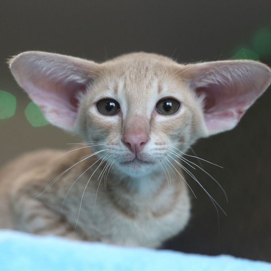 Ориентальные котята