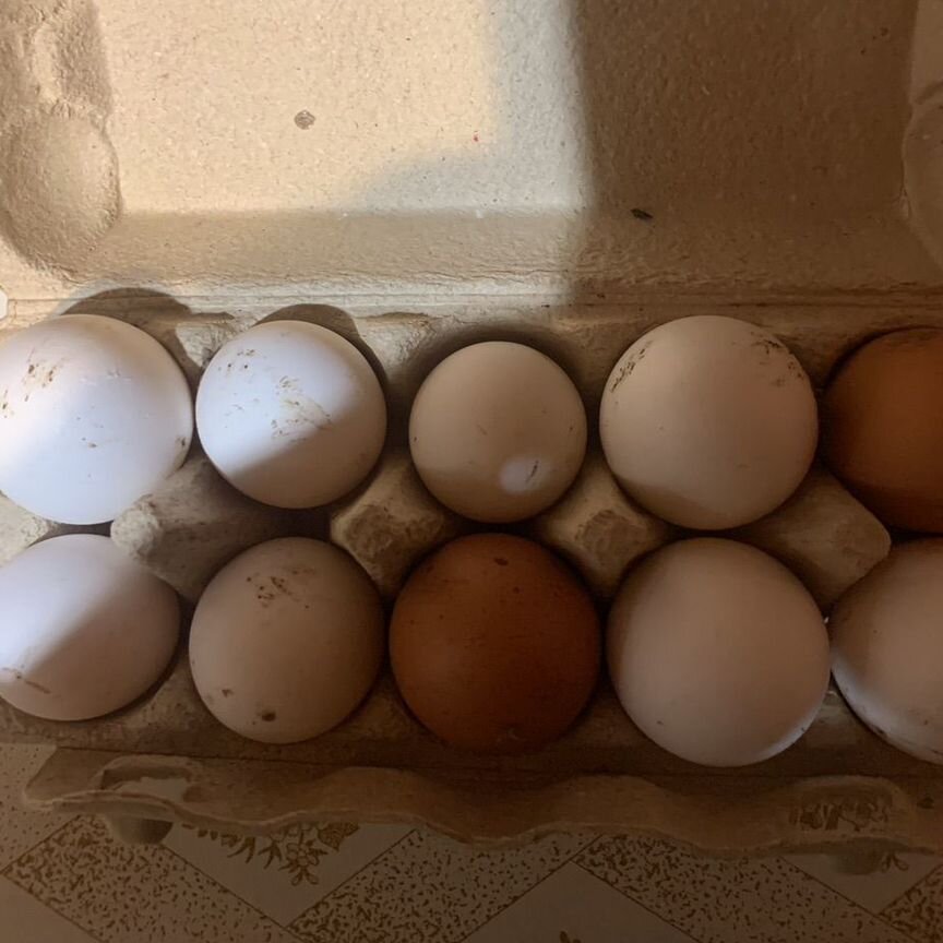 Домашние куриные яйца