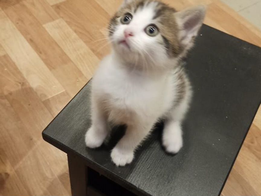 Котенок