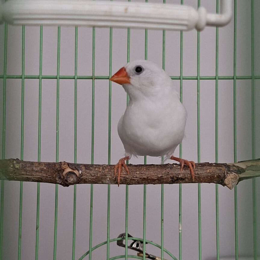 Зебровые амадины