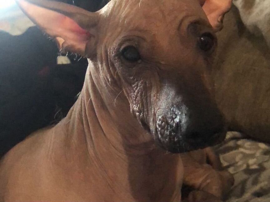 Ксолоитцкуинтли