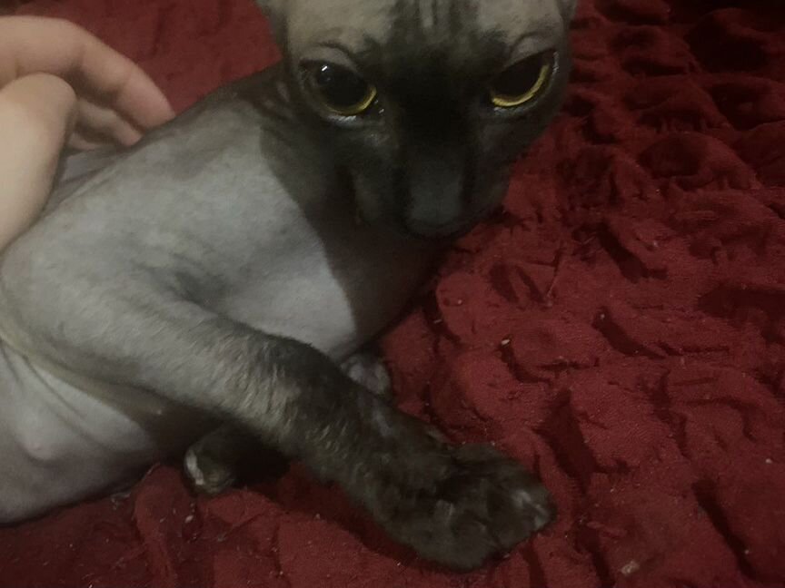 Канадский сфинкс девочка. Вязка