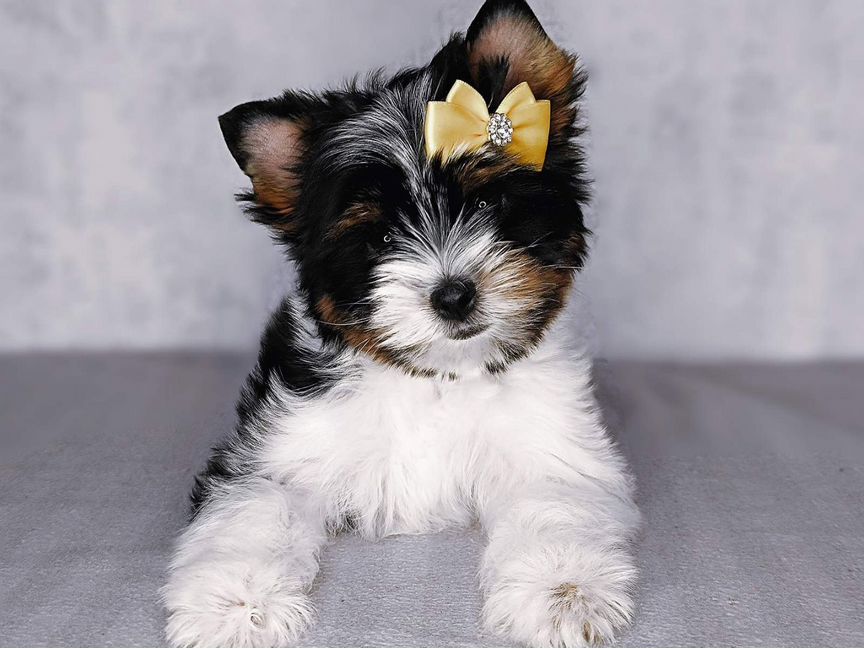 Продаётся щенок бивер йорка