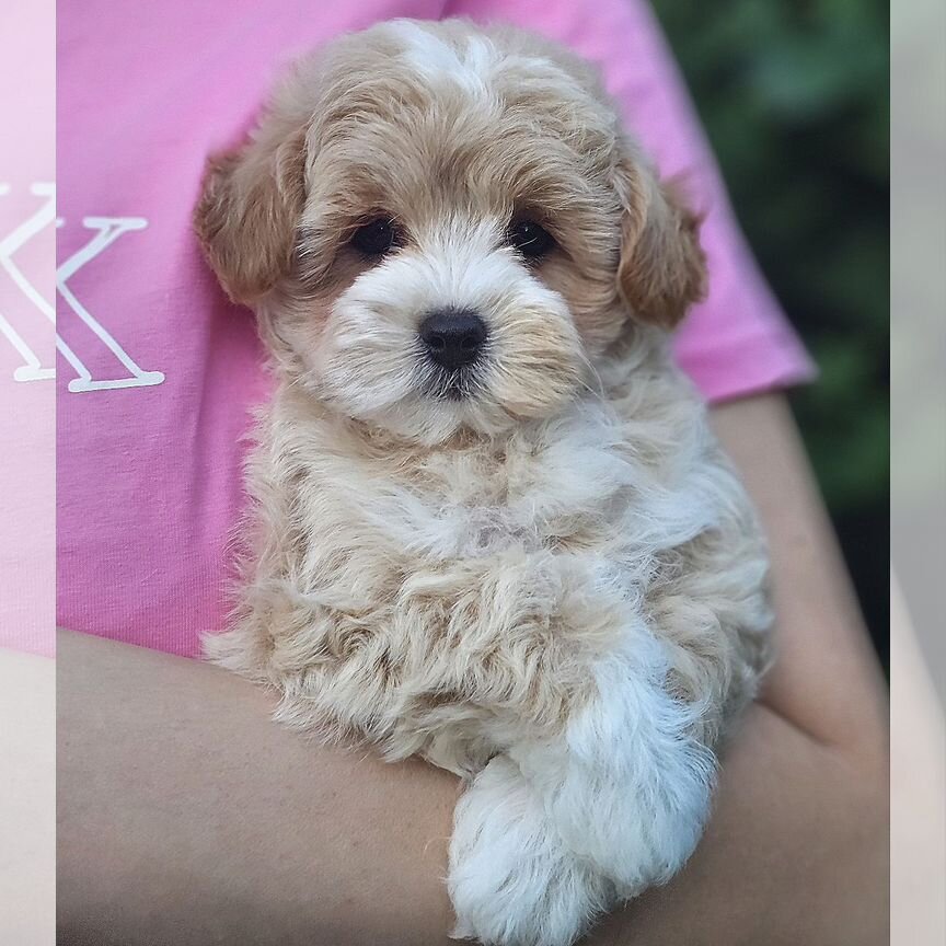 Мальчики Мальтипу с родословной