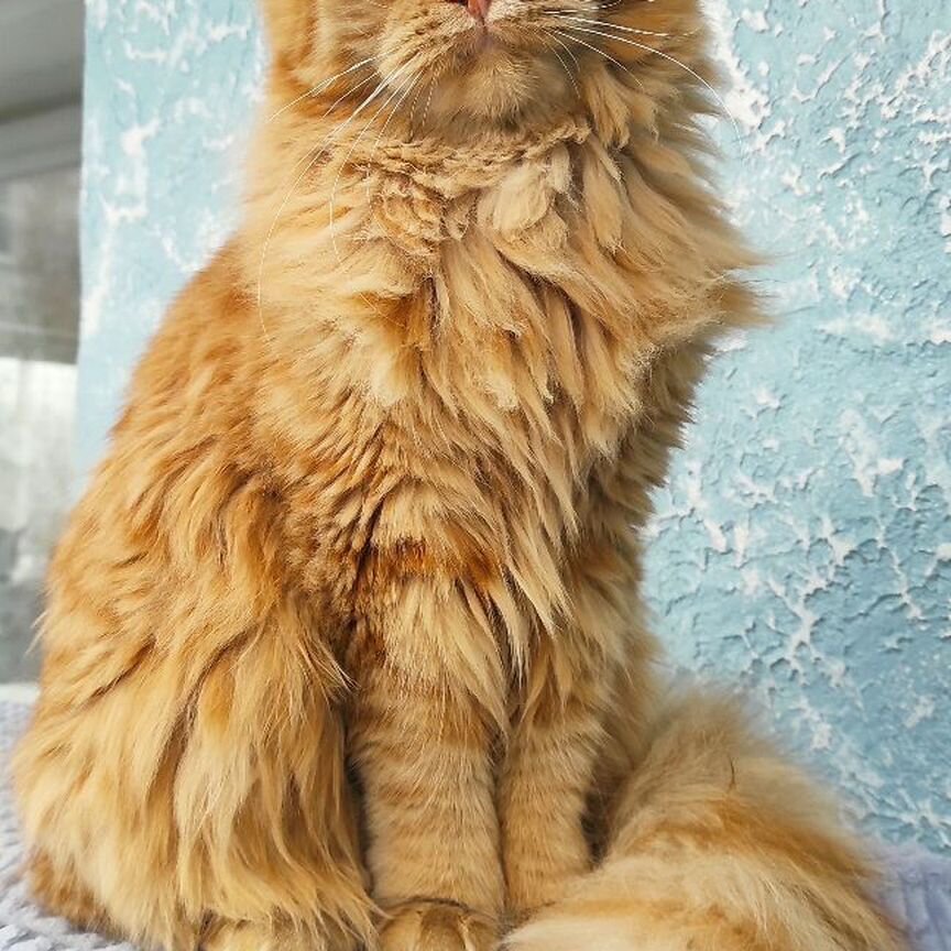 Котенок полидакт девочка