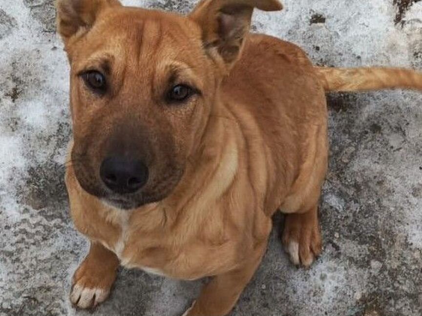 Собака в добрые руки щенок стаффорд