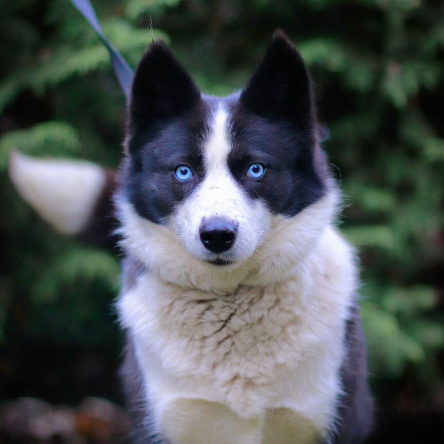 Метис лайки собака Айда в добрые руки