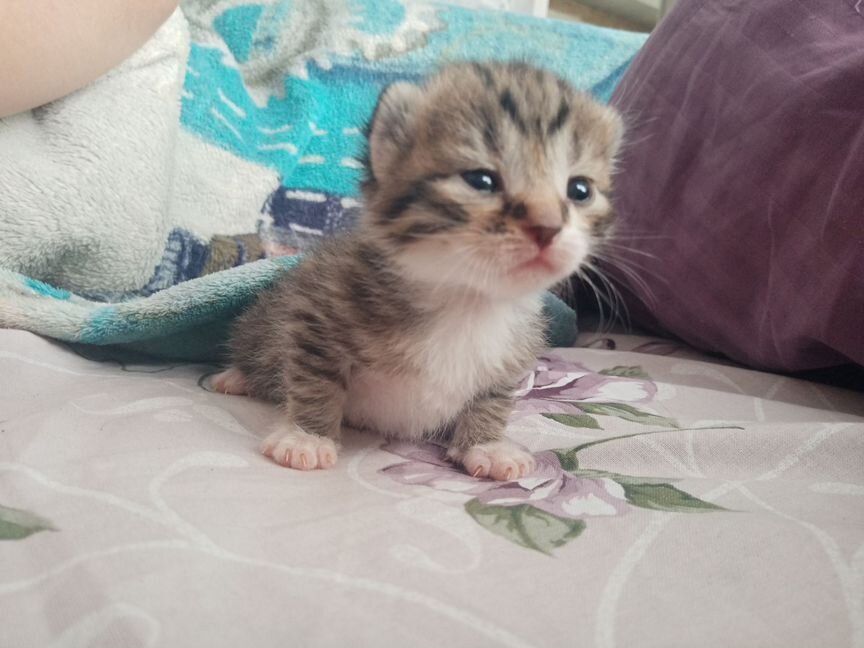 Котята шотландские