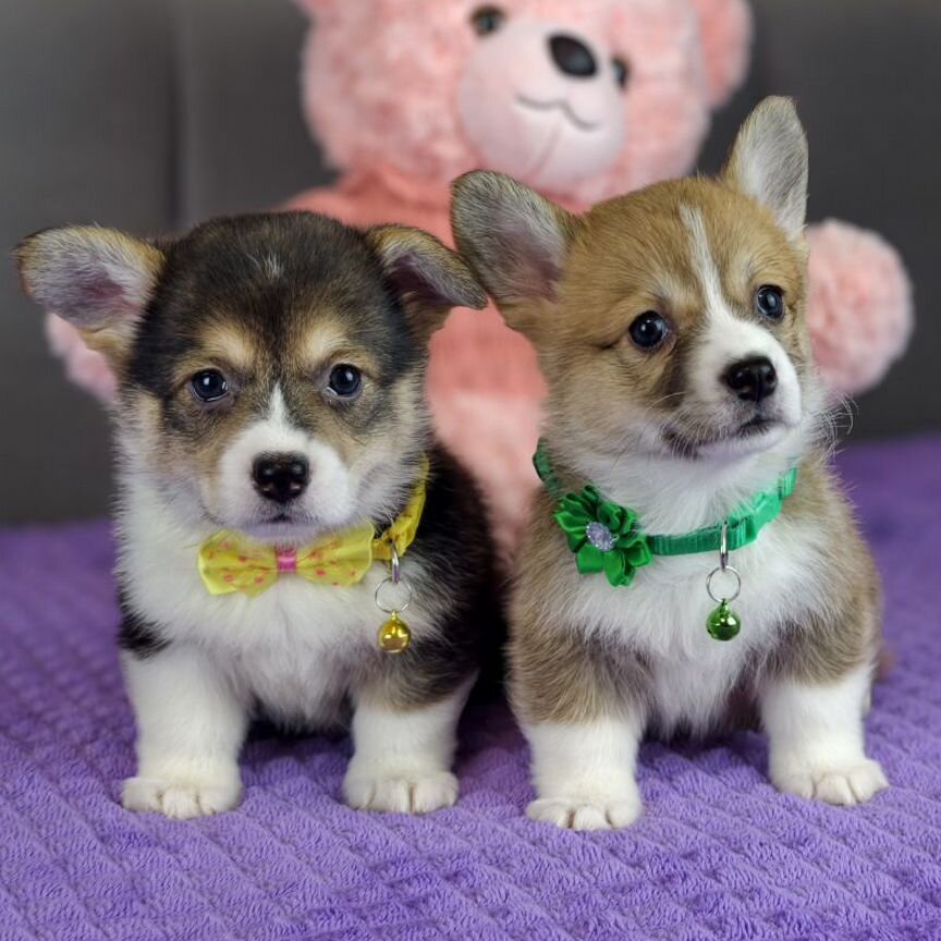 Вельш Корги Пемброк, щенок