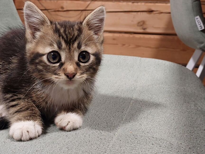 Котята в добрые руки бесплатно