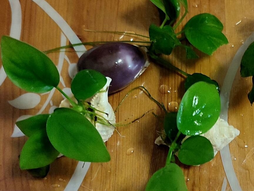 Анубиас нана