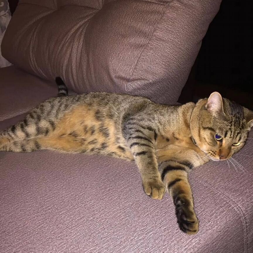 Котик породистый бесплатно