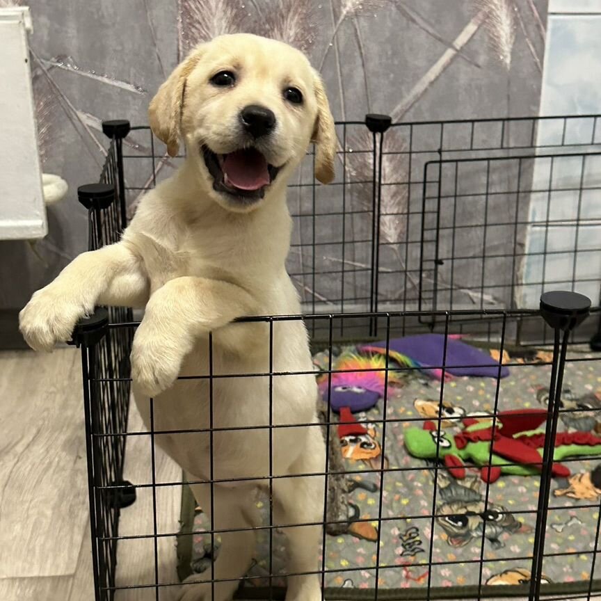 Щенок лабрадор девочка