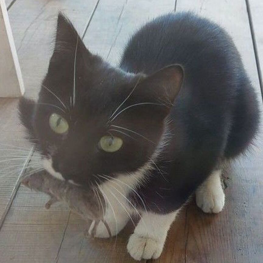 Кошка-мышеловка