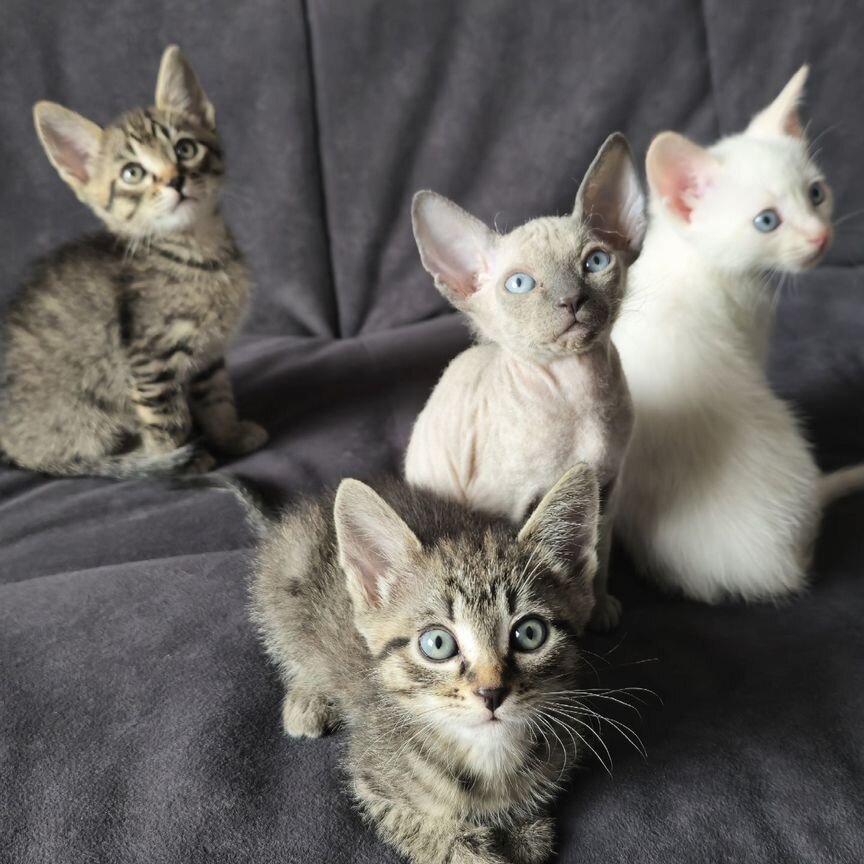 Котята сфинксы