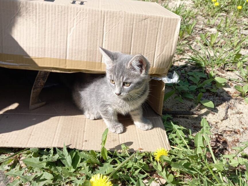 Котята в добрые руки бесплатно