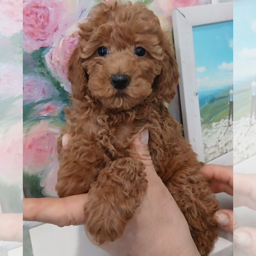 Пудель, щенок