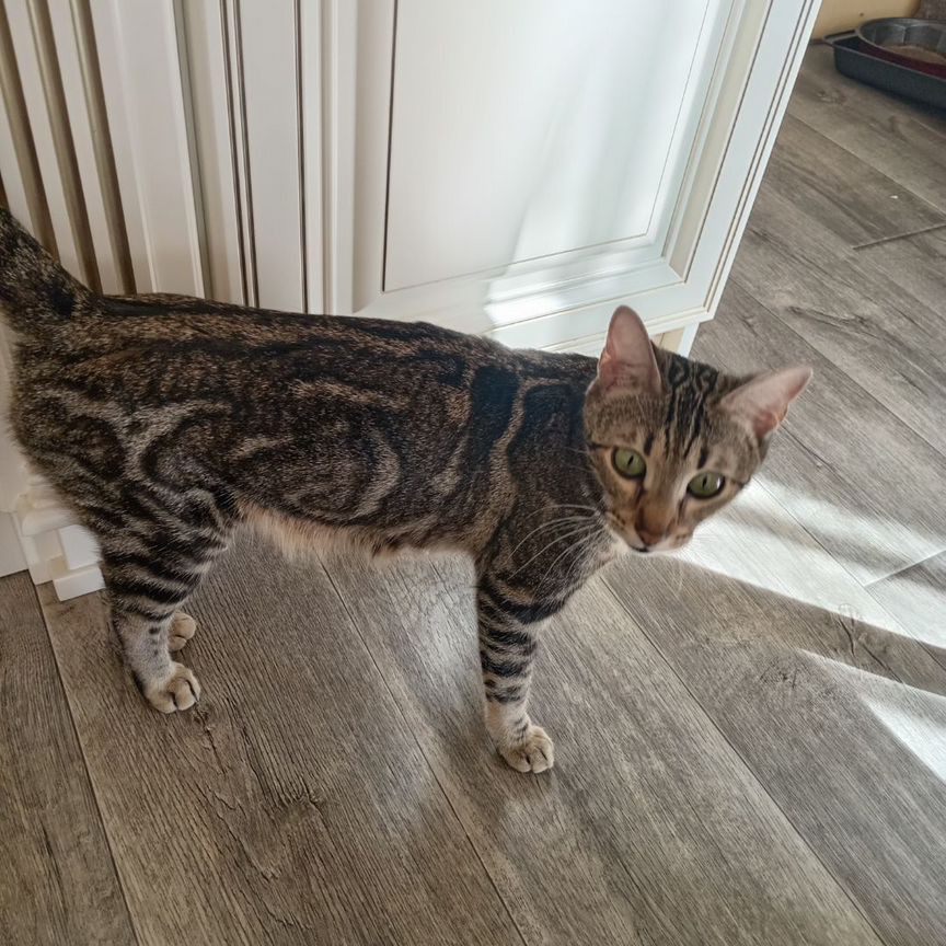 Котята в добрые руки бесплатно