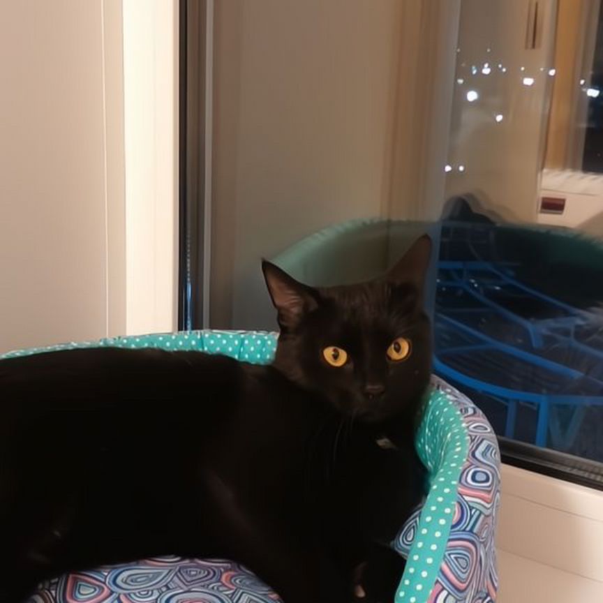 Взрослая, Девочка кошка в добрые руки