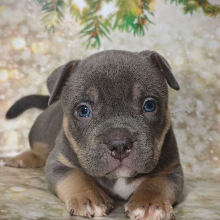 Американский булли, щенок