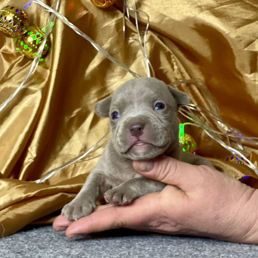 Лиловая девочка