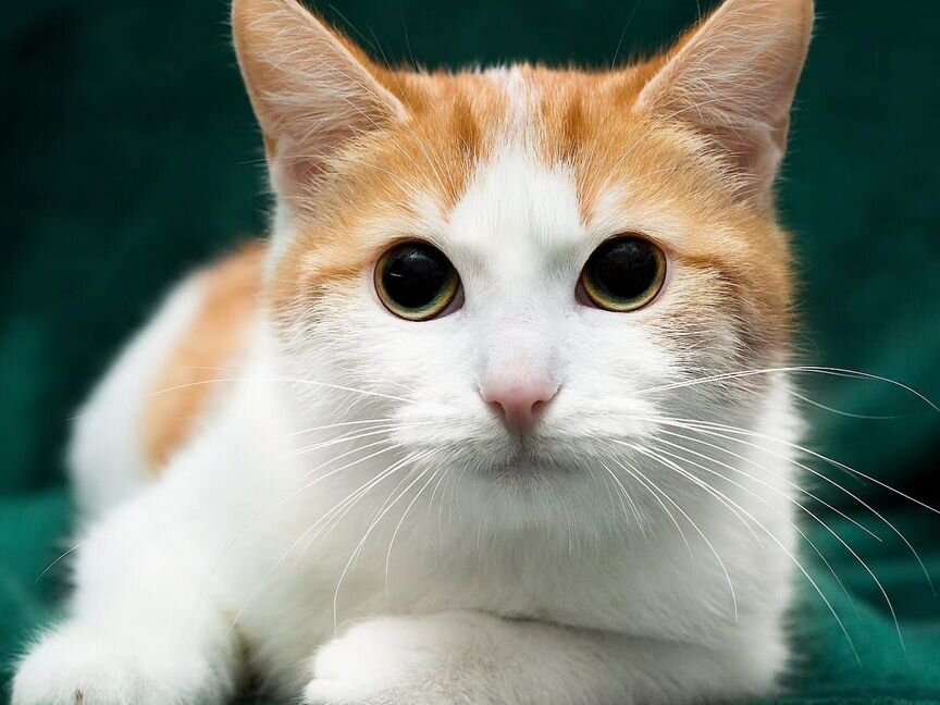 Кошечка Лея в добрые руки