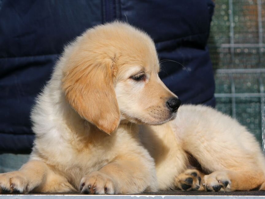 Золотистый ретривер щенки