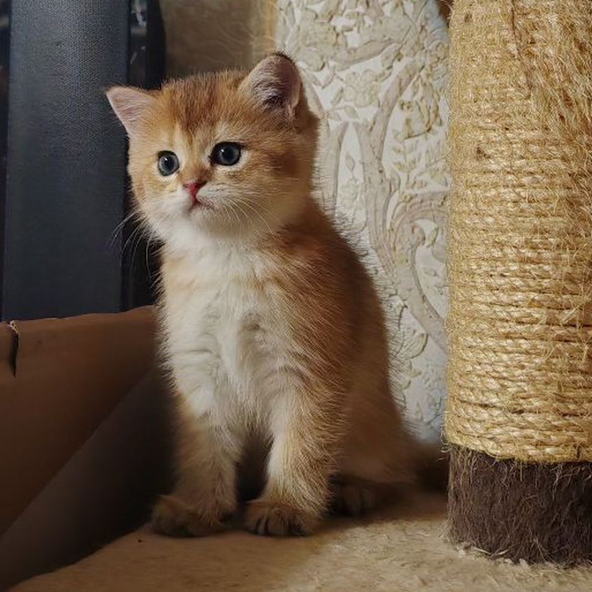 Шотландский прямоухий короткошёрстный котёнок