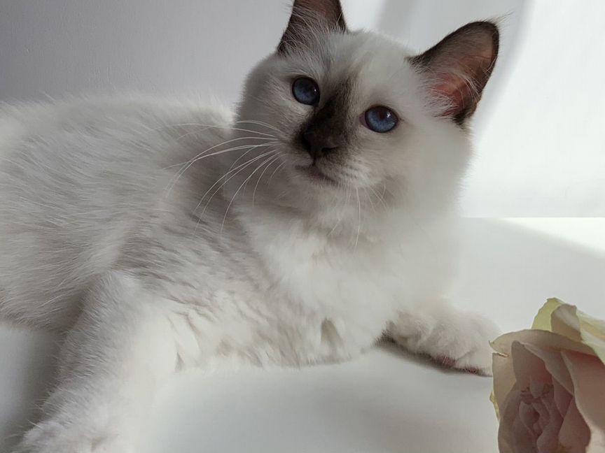 Кошечка Священная Бирма