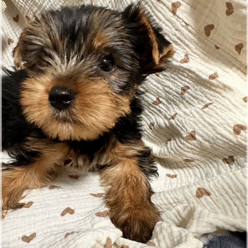 Йоркширский терьер, щенок