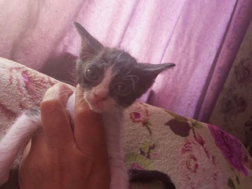 Котёнок