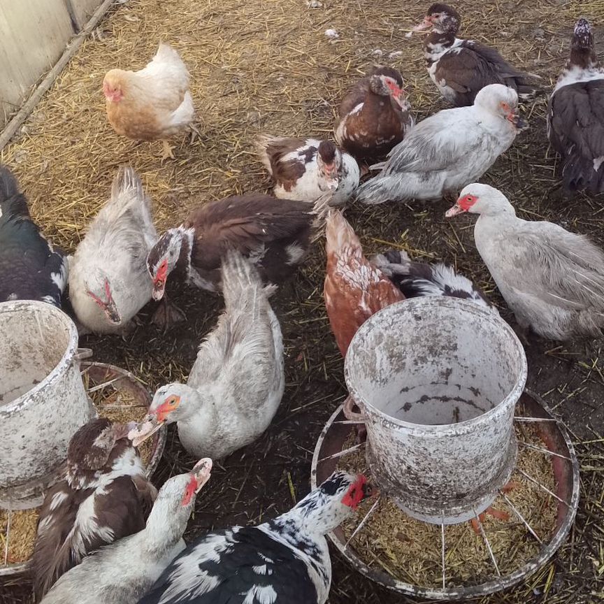 Утки живые индоутки