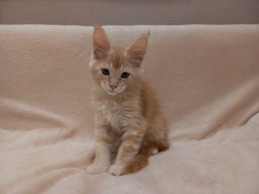 Котята мейн-кун