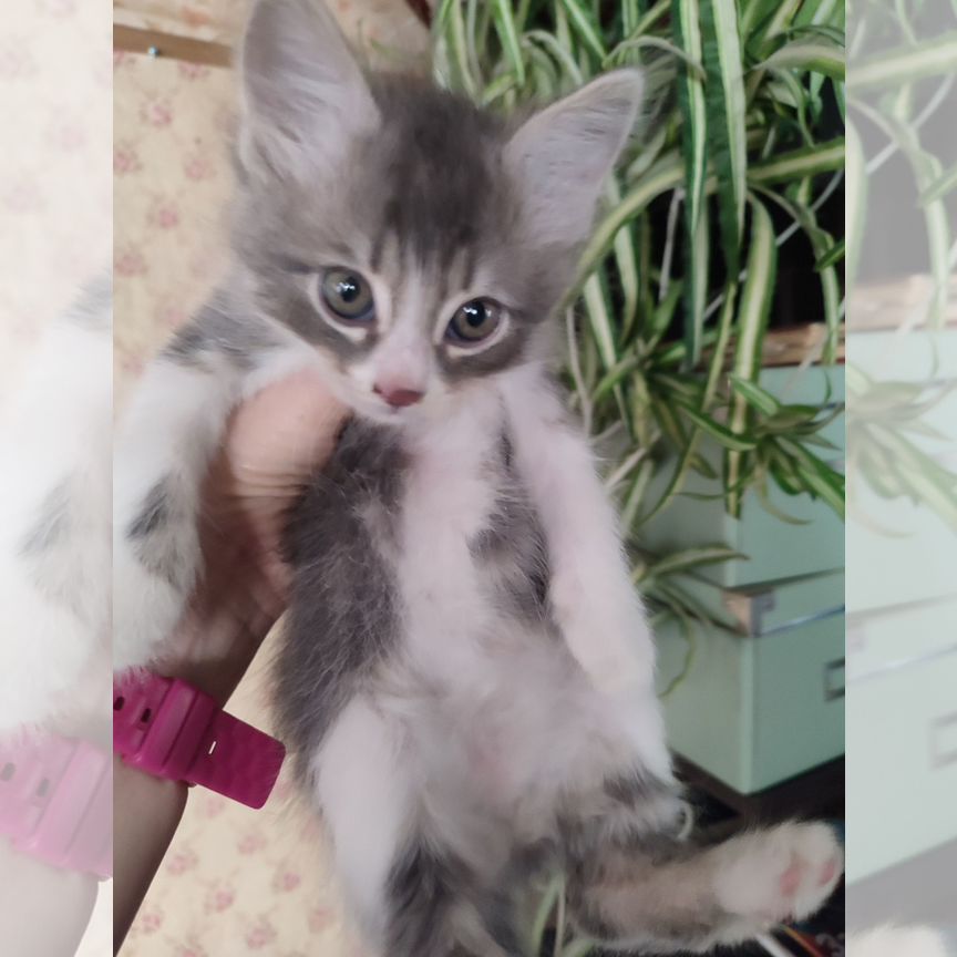 Котенок