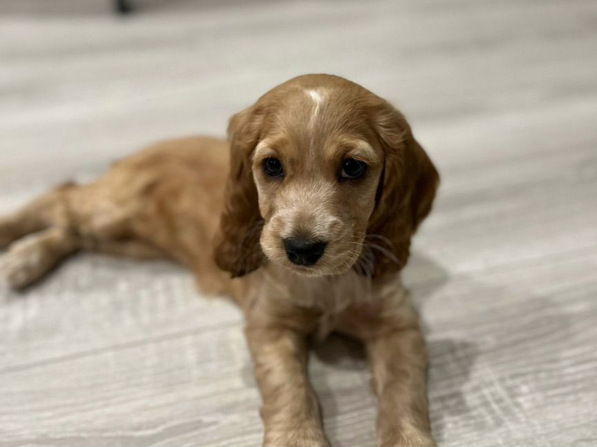 Щенок английского кокер спаниеля