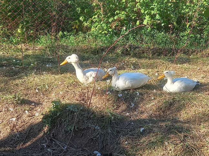 Утки индийский бегунок(бали)