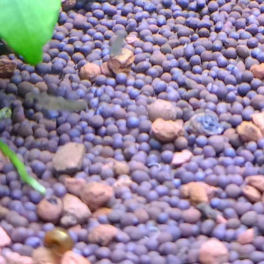 Мальки гуппи