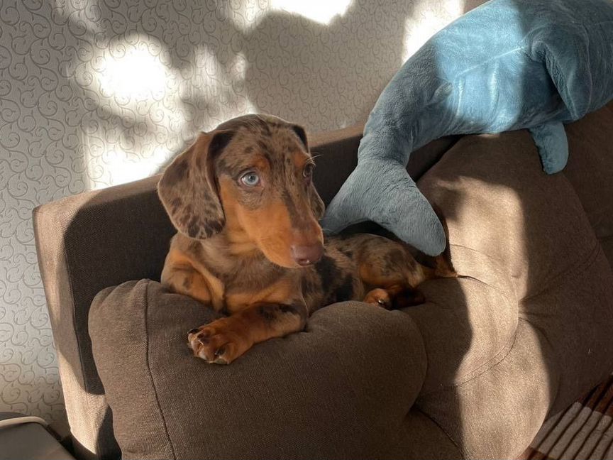 Молодой самец ищет даму сердца