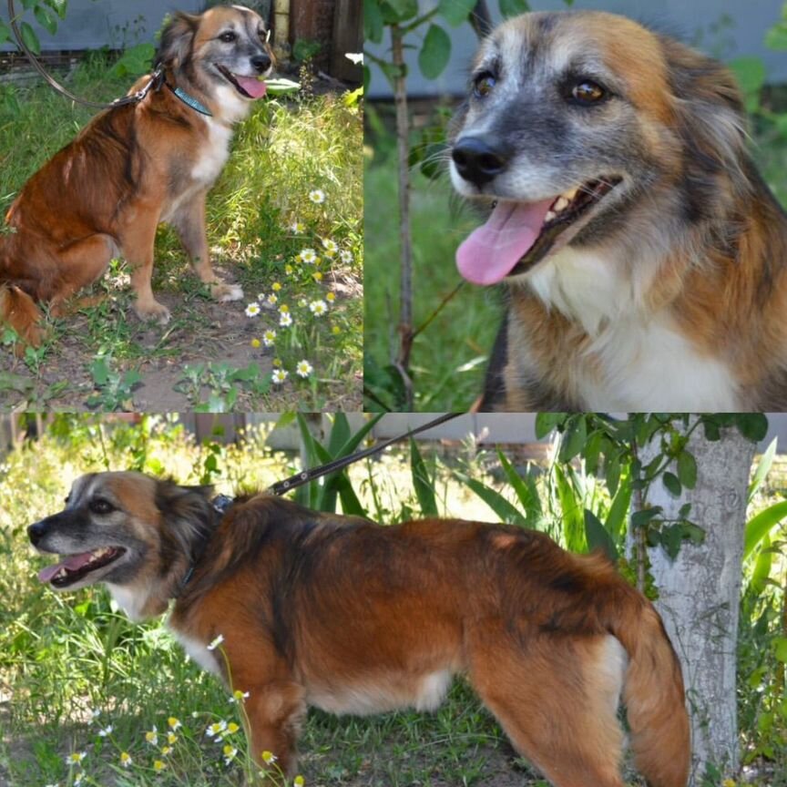 Собака в добрые руки