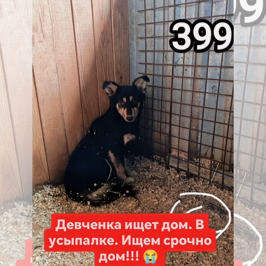 Взрослая собака в добрые руки
