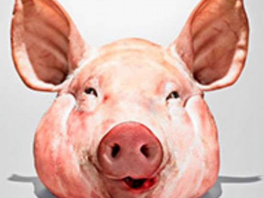 Корм для собак. Цена указана за штуку