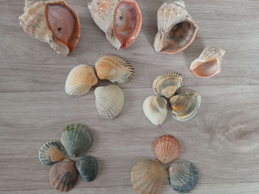 Черноморские ракушки, рапаны