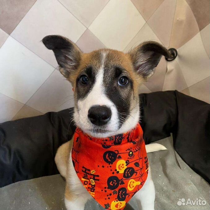 Помогите малышке Элис обрести дом