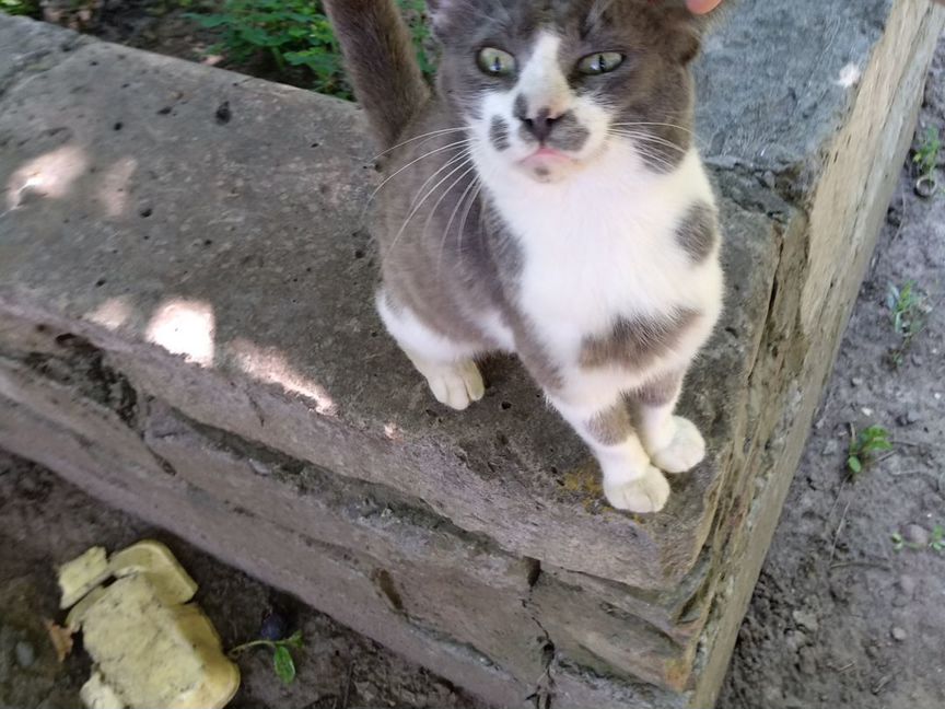 Дружелюбный котик Боня 5 лет