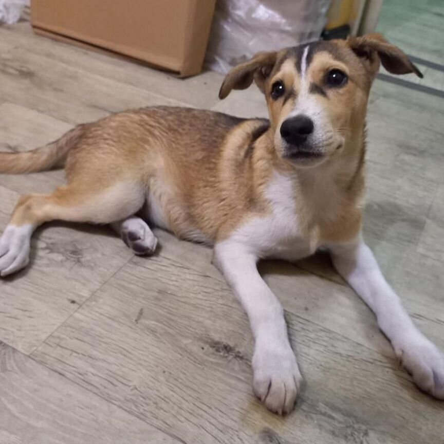 Щенок в добрые руки