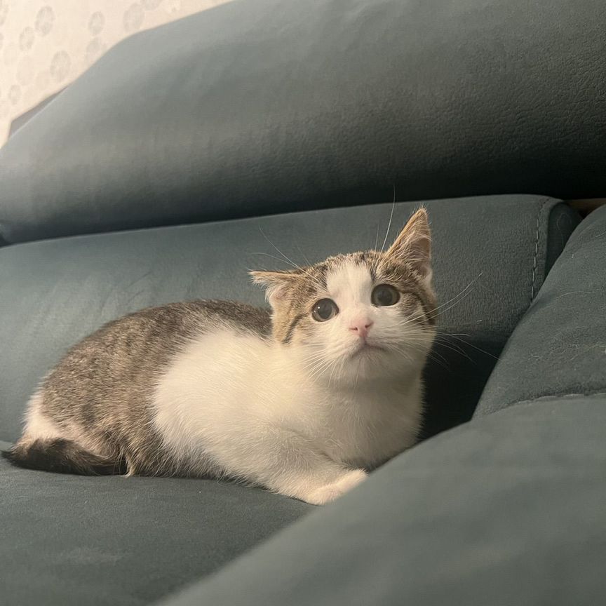 Котенок(кот)бесплатно в добрые руки