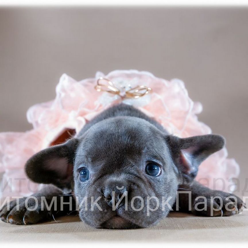 Голубая булочка