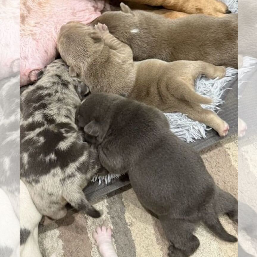 Американский булли, щенок