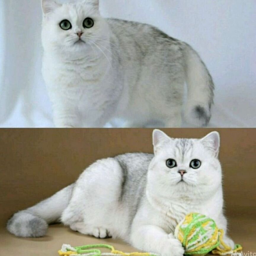 Британские котята