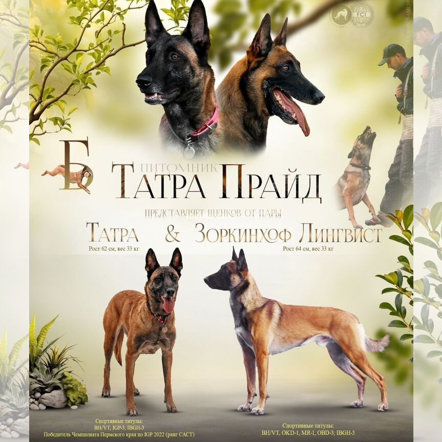 Бельгийская овчарка, щенок